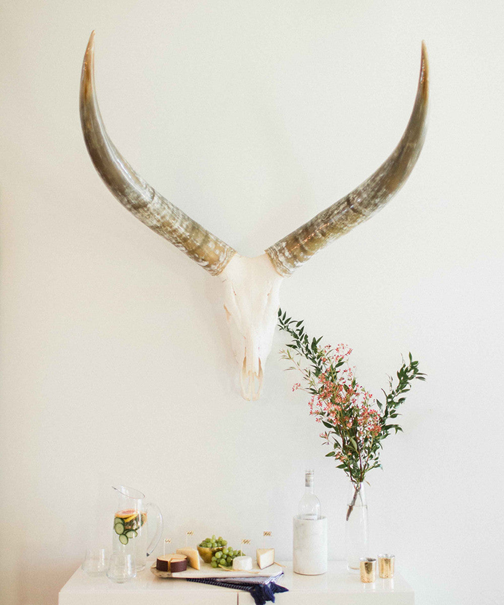 Ankole Skull Wall Mount | PATRICIA